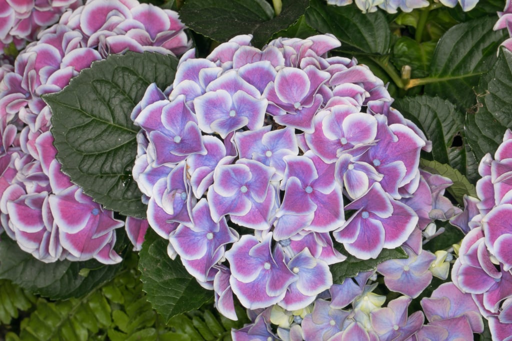 Hydrangea macrophylla &Tivoli&PBR (H) | hydrangea &Tivoli& Shrubs/RHS ...