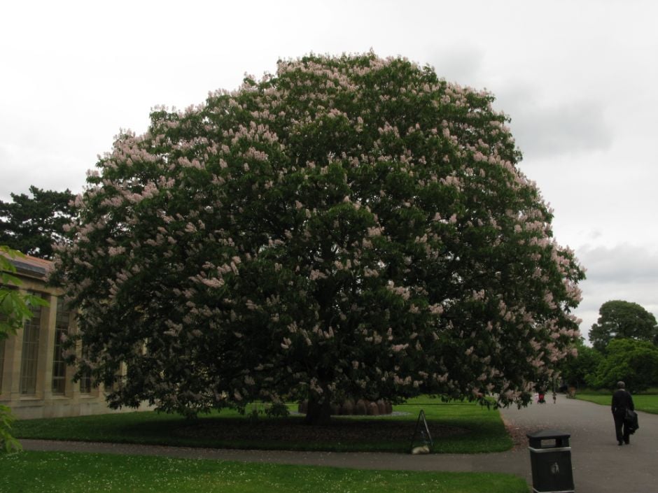 Aesculus indica &Sydney Pearce& | Indian horse chestnut &Sydney Pearce ...
