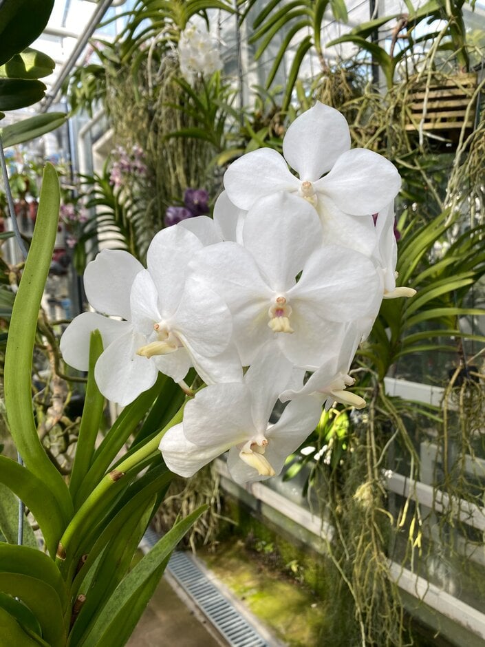 Vanda white-flowered | /RHS