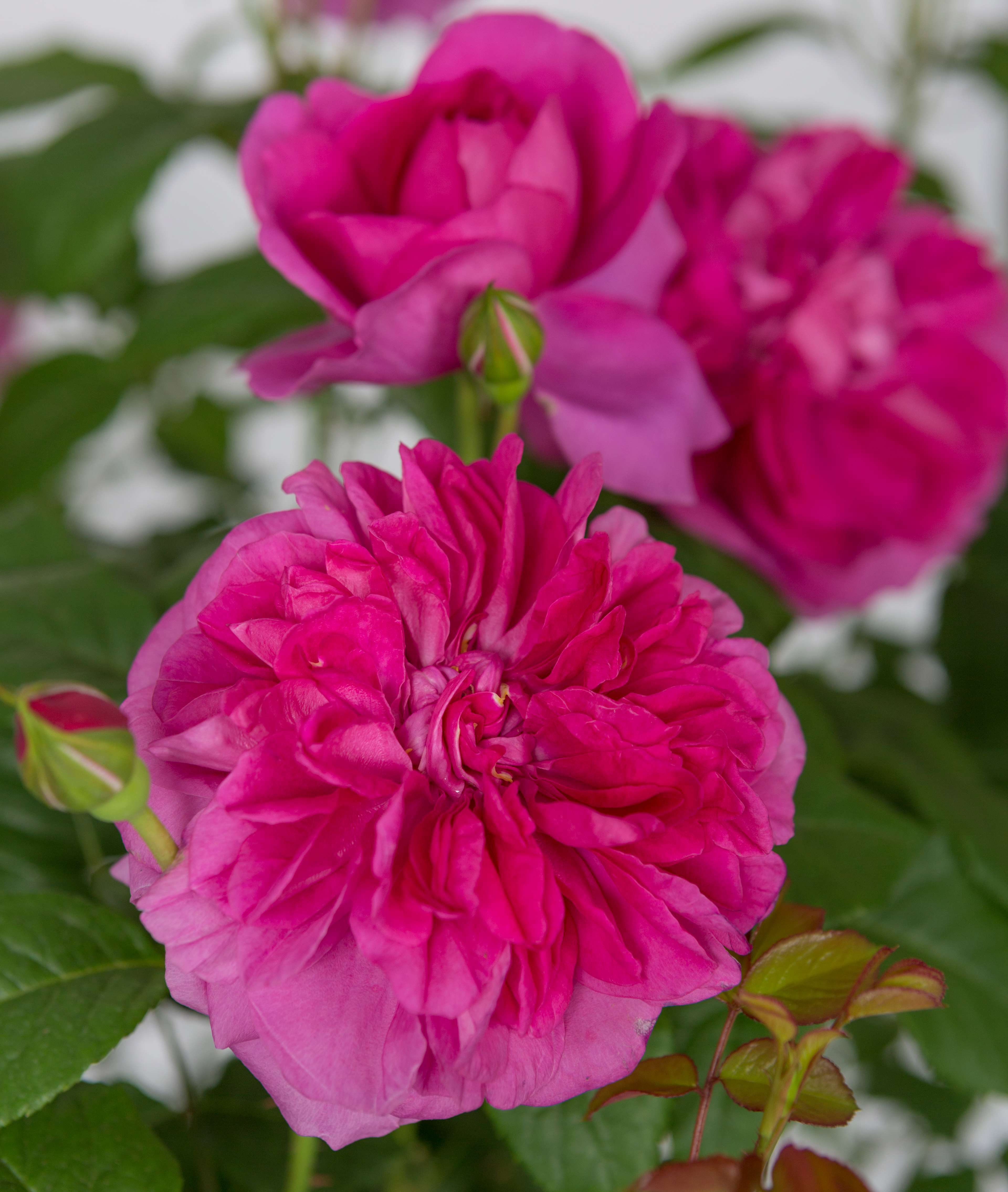 Rosa [James L. Austin] = 'Auspike' (PBR) (S) | rose [James L. Austin ...