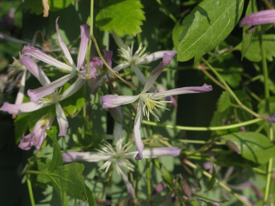 Clematis &Edward Prichard& | clematis &Edward Prichard& Herbaceous ...