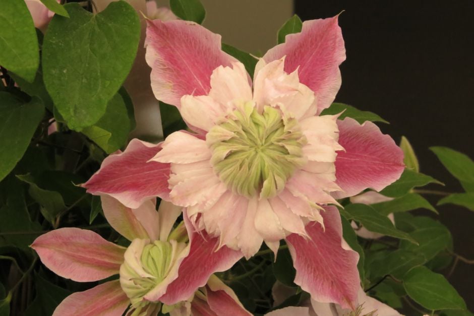Clematis Josephine (&Evijohill&PBR) (EL) | clematis [Josephine] Climber ...