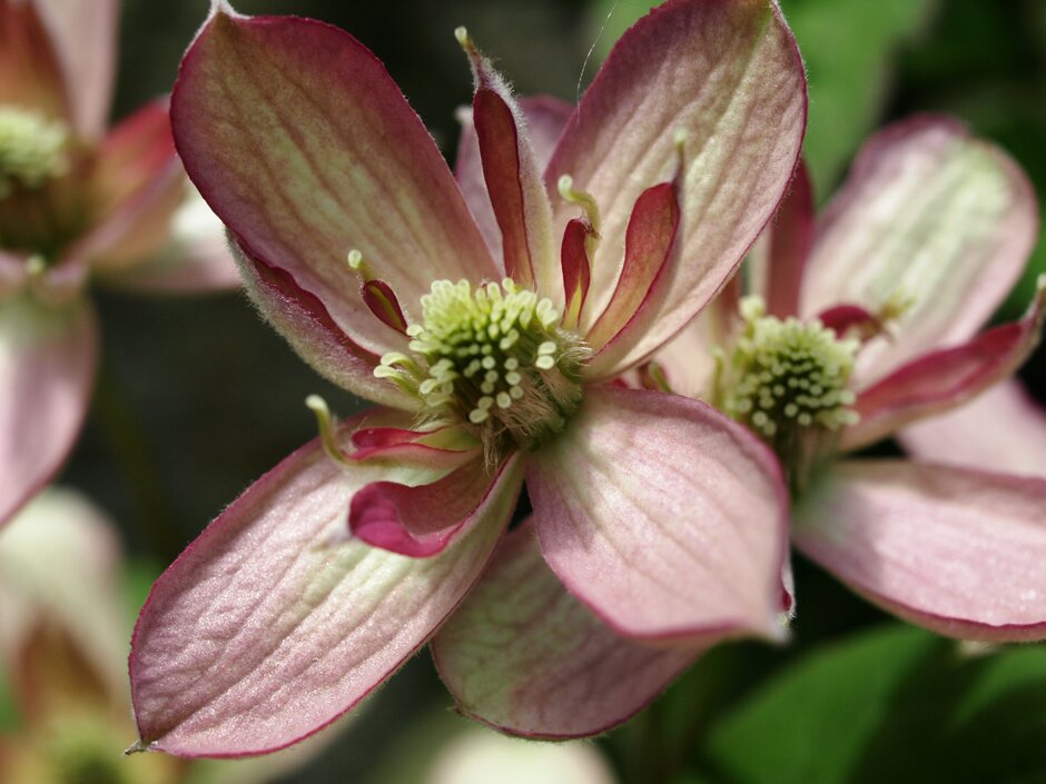 Clematis &Marjorie& (M/d) | clematis &Marjorie& Climber Wall Shrub/RHS ...