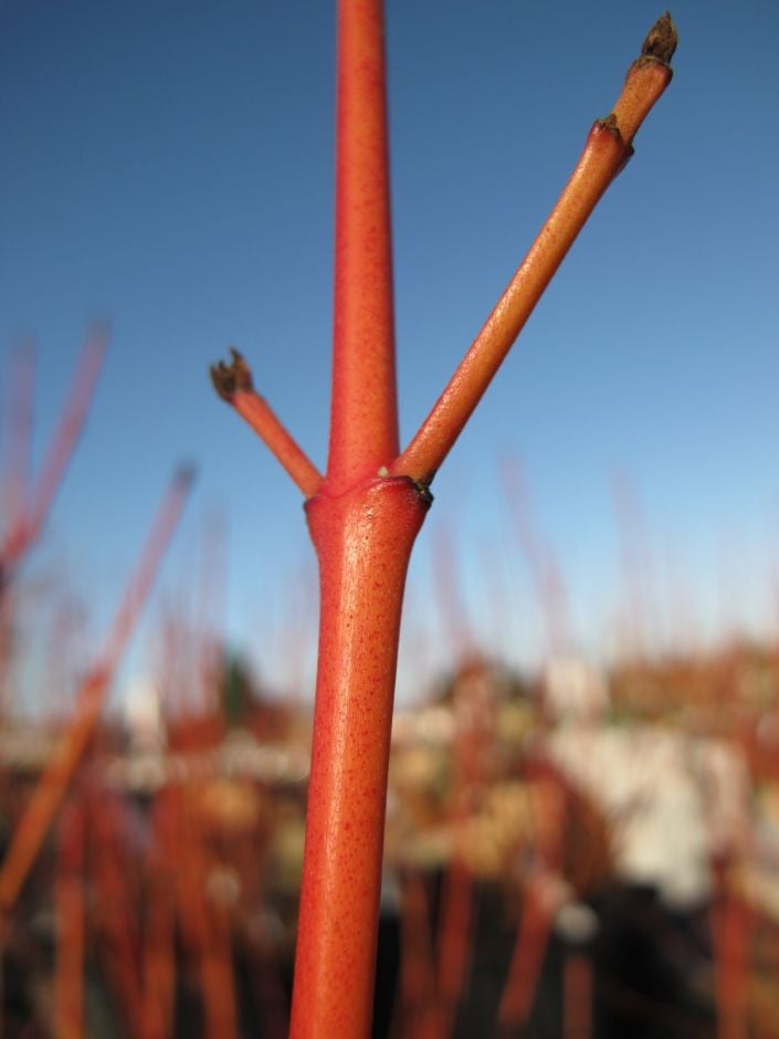 Cornus sanguinea 'Magic Flame' | dogwood 'Magic Flame'/RHS Gardening
