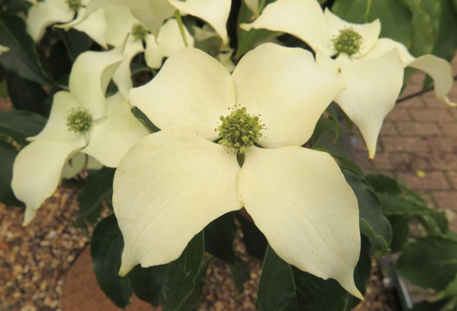 Giant Flowers Uk