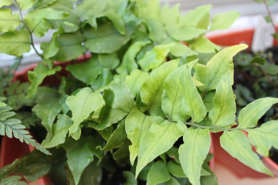 Cyrtomium fortunei var. clivicola | Ferns/RHS Gardening