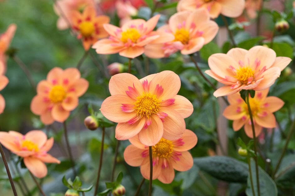 Joy flower store