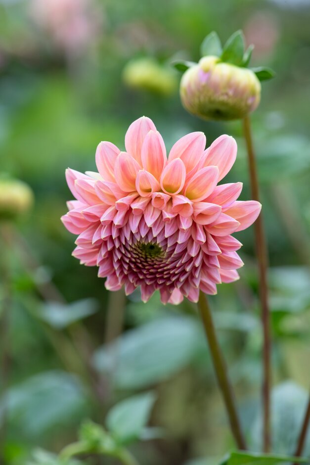 Dahlia 'Linda's Baby' (Ba) | dahlia 'Linda's Baby' Herbaceous Perennial/RHS