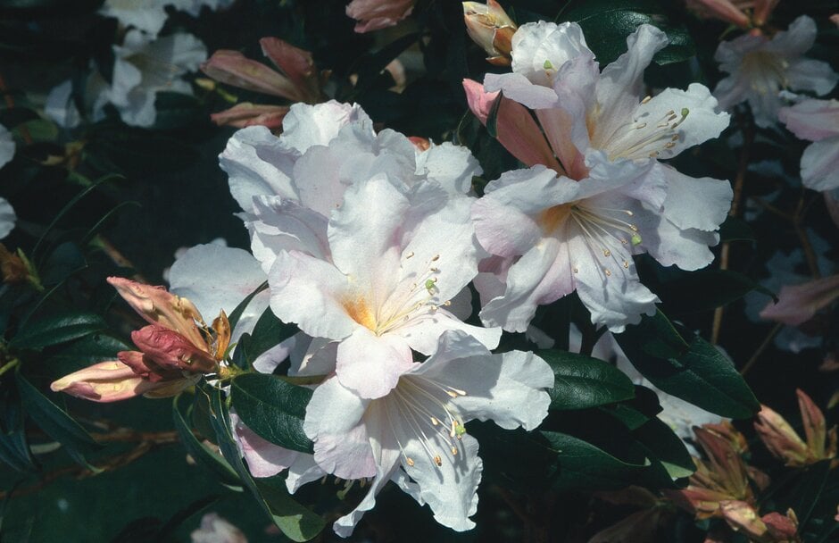 Rhododendron lindleyi | Lindley&s rhododendron Shrubs/RHS Gardening