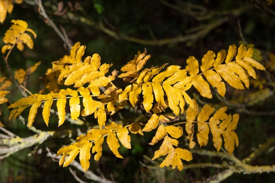 Pterocarya pterocarpa | Caucasian wingnut Trees/RHS Gardening