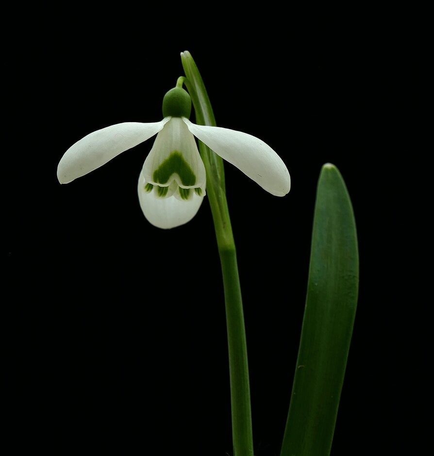 Galanthus &Brenda Troyle& | snowdrop &Brenda Troyle& Bulbs/RHS Gardening