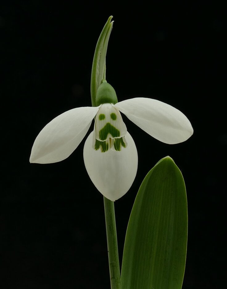 Galanthus elwesii &Grumpy& | greater snowdrop &Grumpy& Bulbs/RHS Gardening