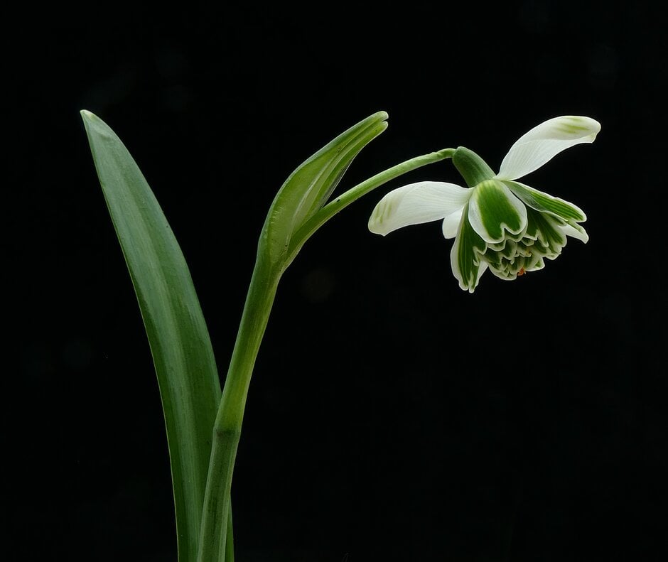 Galanthus &Jacquenetta& (d) | snowdrop &Jacquenetta& Bulbs/RHS Gardening
