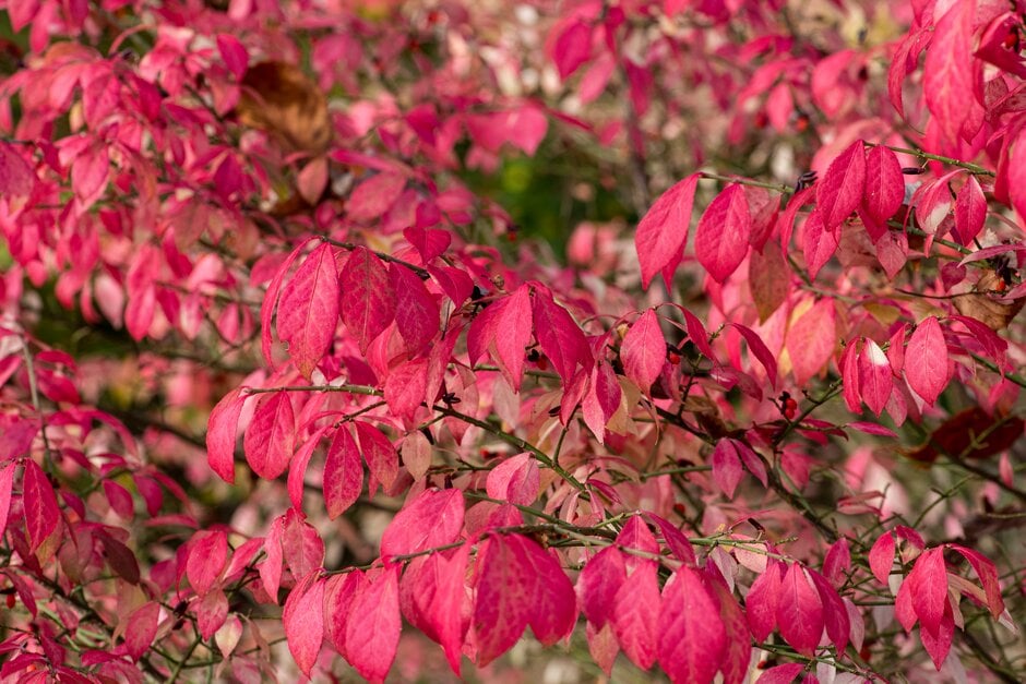 Euonymus alatus &Compactus& | compact winged spindle Shrubs/RHS Gardening
