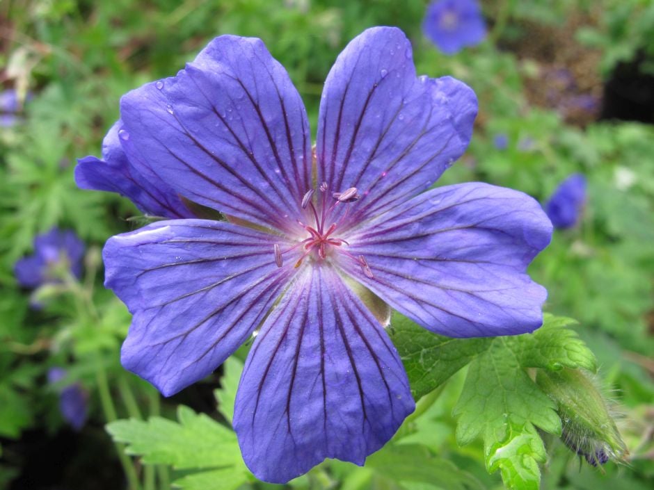 Geranium × magnificum &Rosemoor& | purple cranesbill &Rosemoor ...