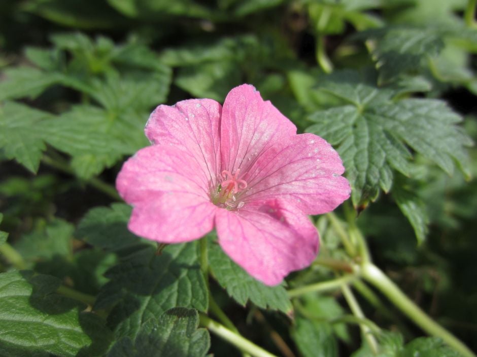 Geranium × oxonianum &Wageningen& | cranesbill &Wageningen& Herbaceous ...