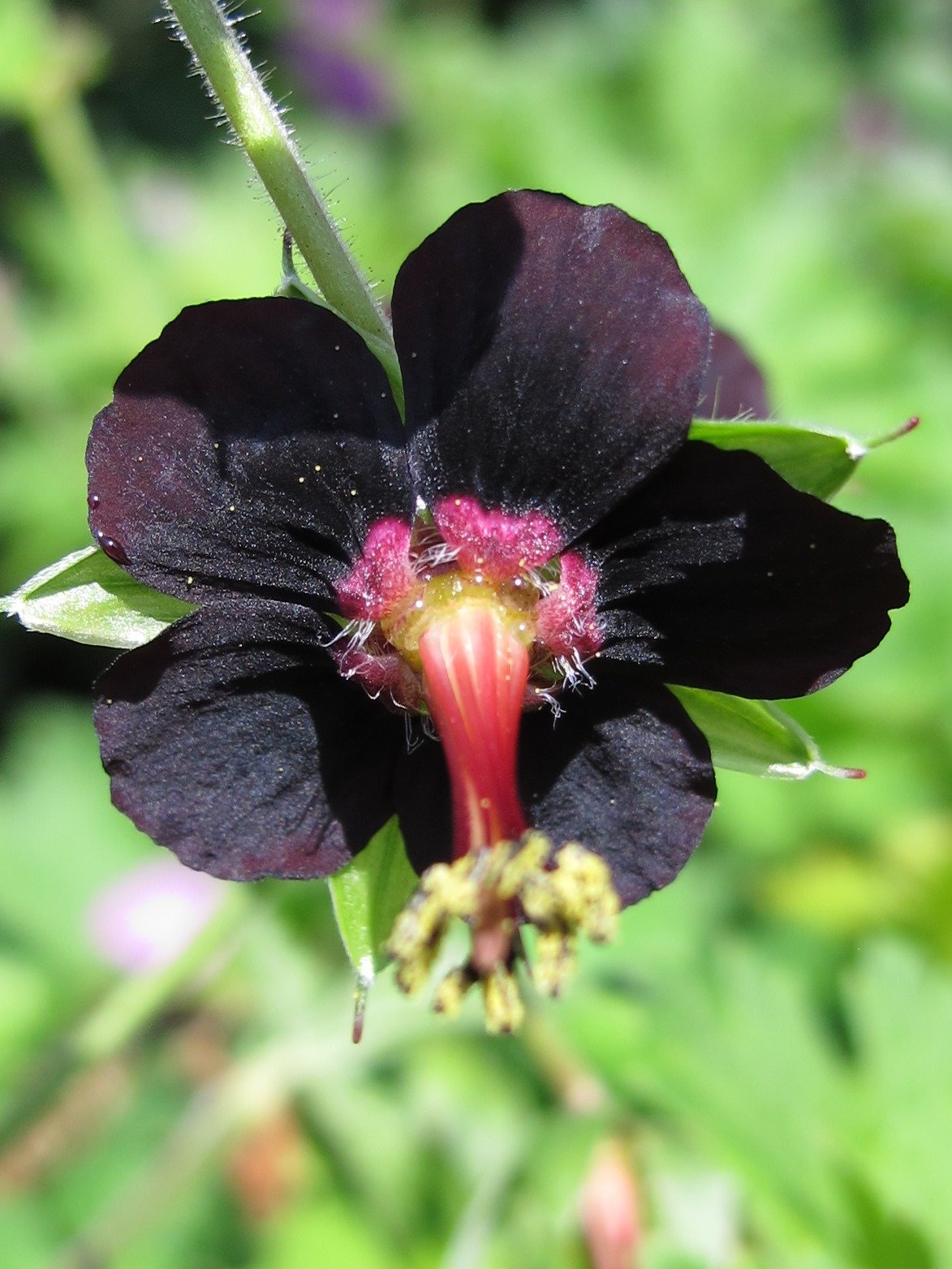 Geranium sinense | Chinese cranesbill Herbaceous Perennial/RHS Gardening