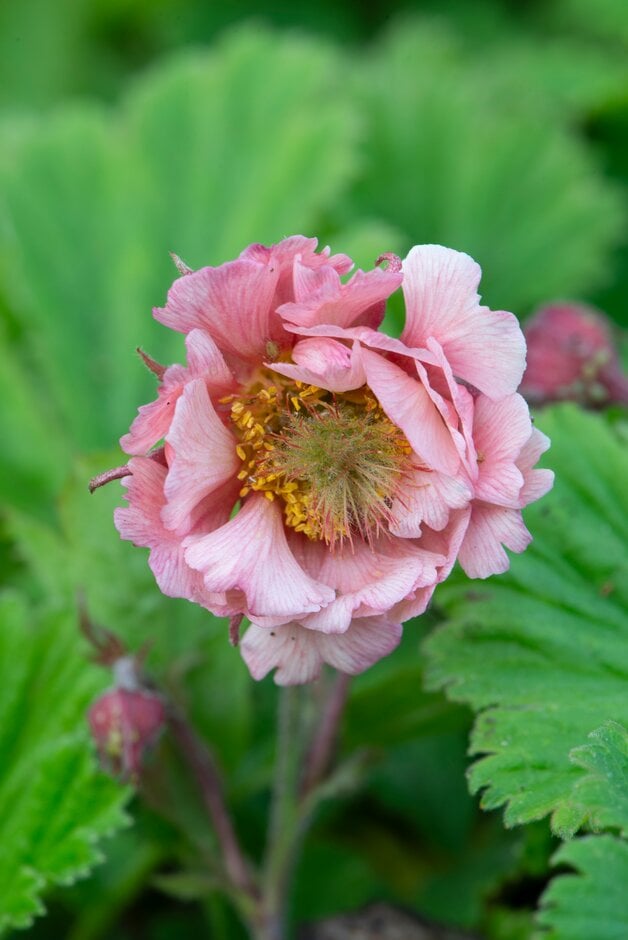 Geum pentapetalum &Pink Frills& | avens &Pink Frills& Herbaceous ...