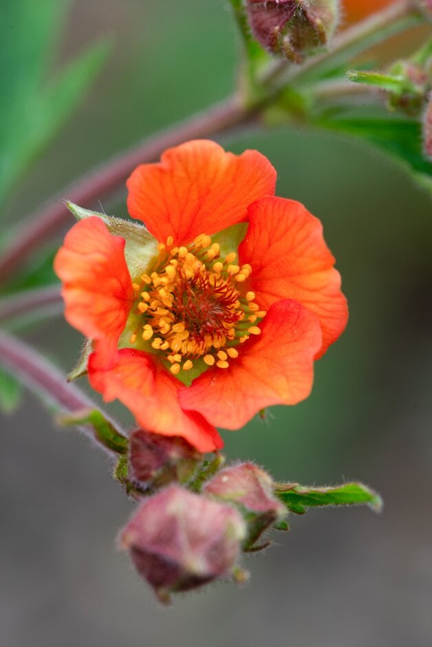 Geum &Larch Cottage Flame& | Herbaceous Perennial/RHS Gardening