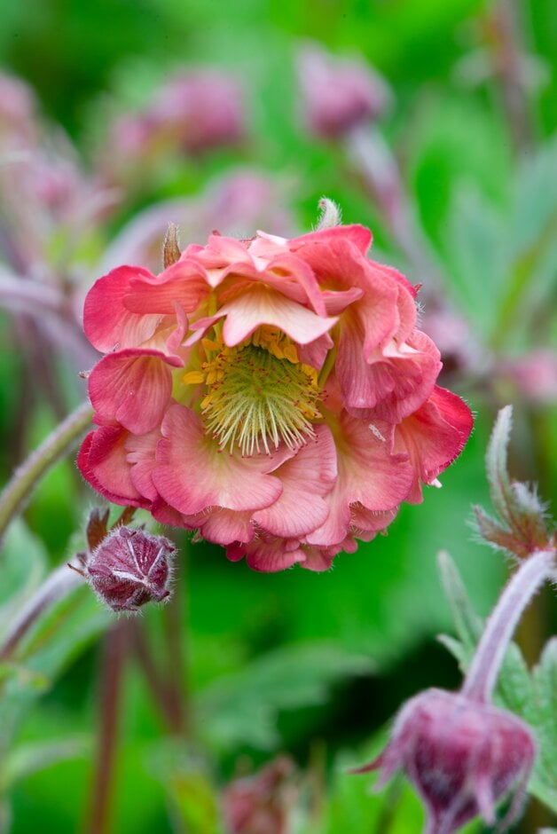 Geum &Pink Petticoats& | avens &Pink Petticoats& Herbaceous Perennial ...