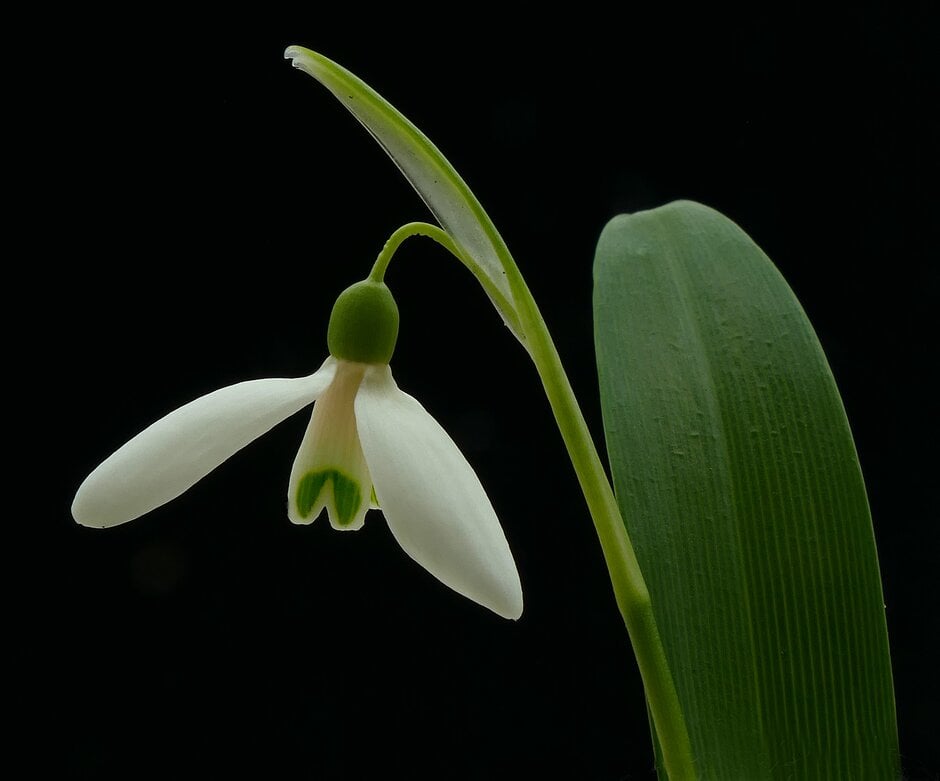 Galanthus woronowii | giant snowdrop Bulbs/RHS Gardening