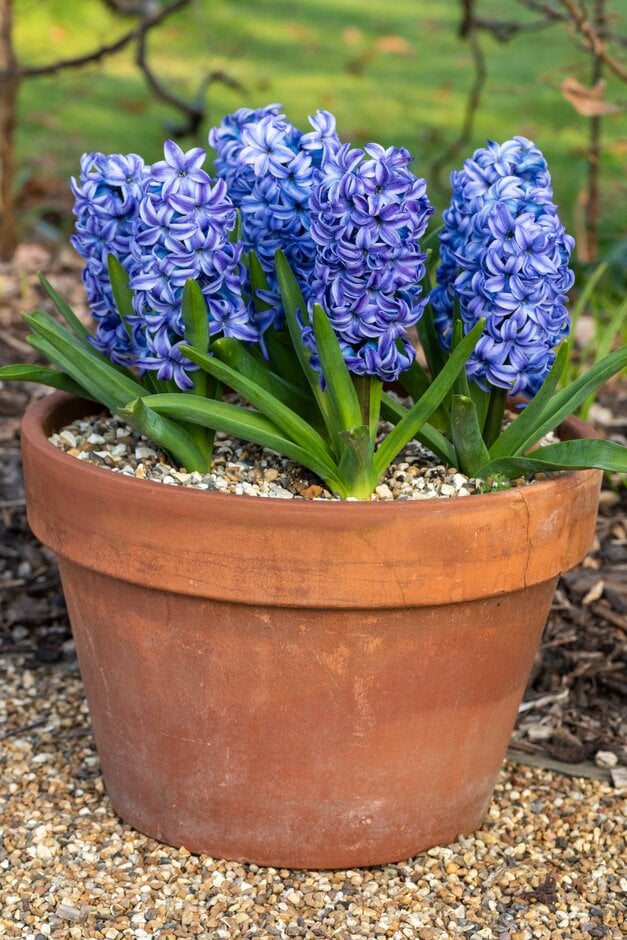 Hyacinthus orientalis &Aqua&PBR | Bulbs/RHS Gardening