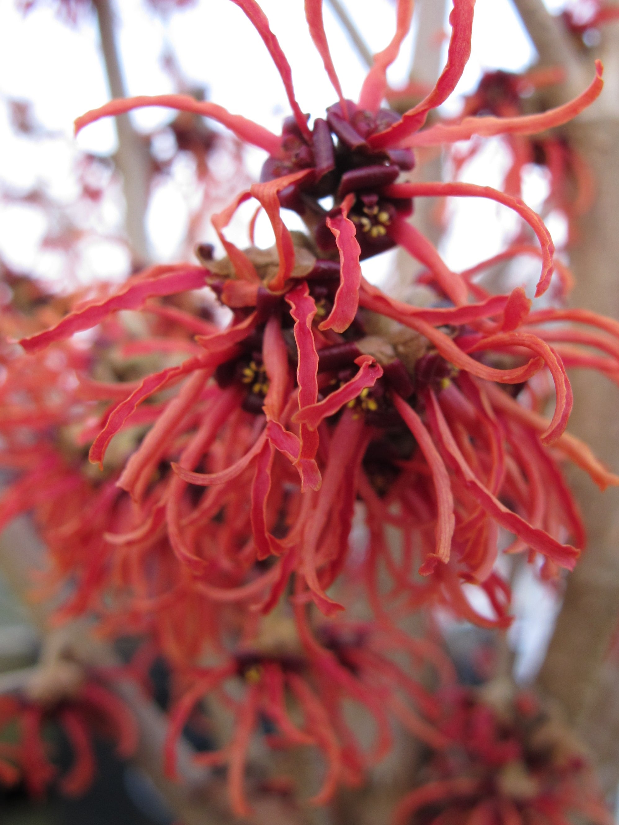 Hamamelis × intermedia &Rubin& | witch hazel &Rubin& Shrubs/RHS Gardening