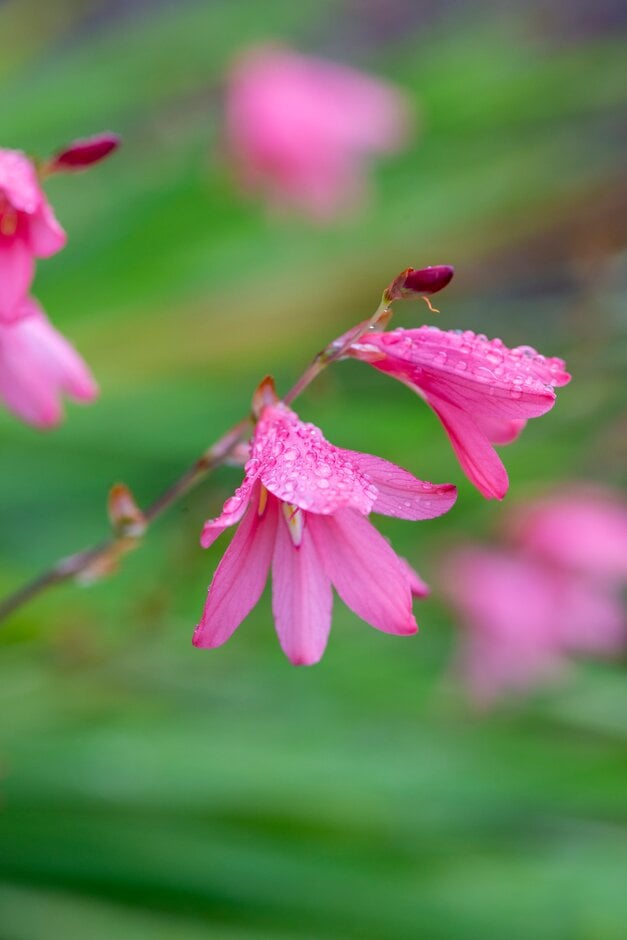 Tritonia disticha subsp. rubrolucens | pink montbretia Bulbs/RHS Gardening