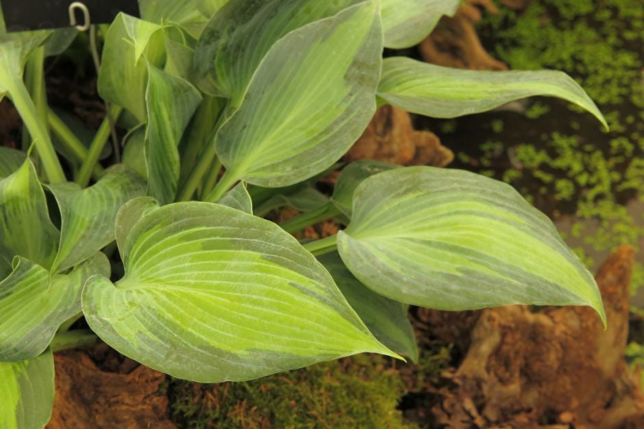 Hosta &Catherine& | plantain lily &Catherine& Herbaceous Perennial/RHS ...