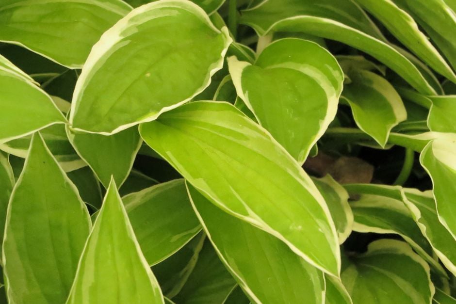 Hosta &Iced Lemon& (v) | plantain lily &Iced Lemon& Herbaceous ...