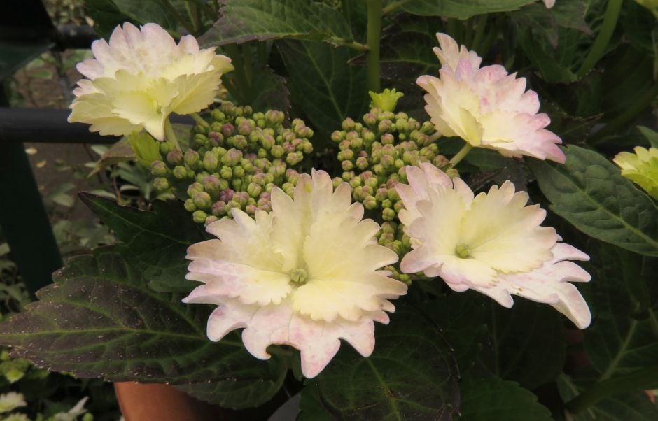 Hydrangea macrophylla &Koria&PBR (L) | hydrangea &Koria& Shrubs/RHS ...