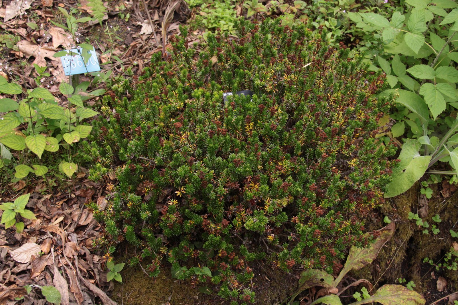 Phyllodoce aleutica | Aleutian mountainheath Shrubs/RHS Gardening