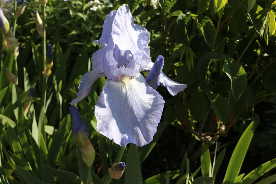 Iris &Jane Phillips& (TB) | iris &Jane Phillips& Herbaceous Perennial ...