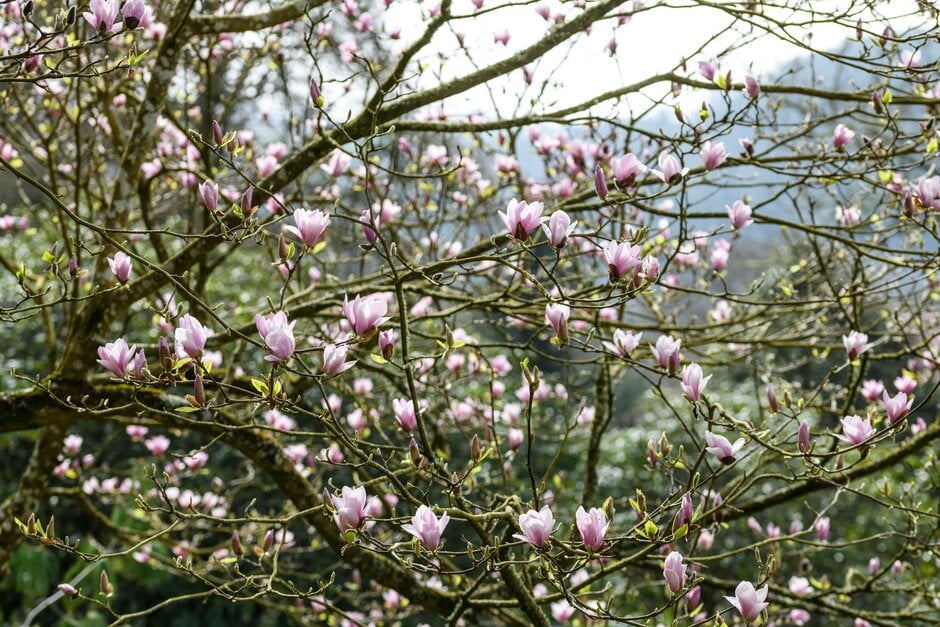 Magnolia × soulangeana &Burgundy& | Trees/RHS Gardening