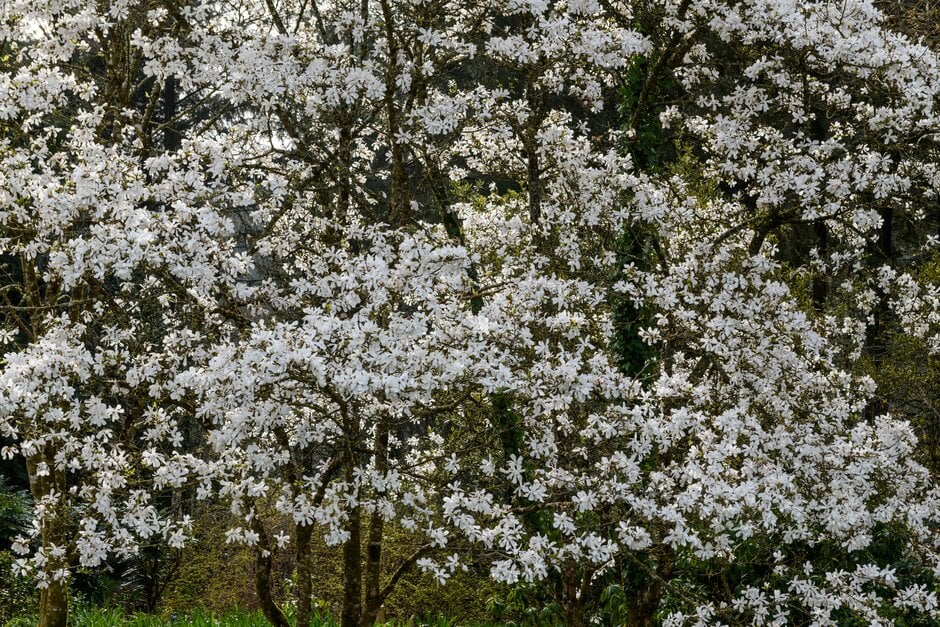 Magnolia kobus var. borealis | northern Japanese magnolia Trees/RHS ...