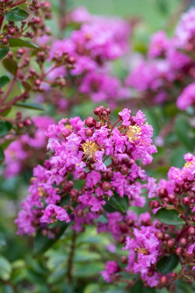 Lagerstroemia Early Bird Purple (&Jd827&) (Early Bird Series) | crape ...