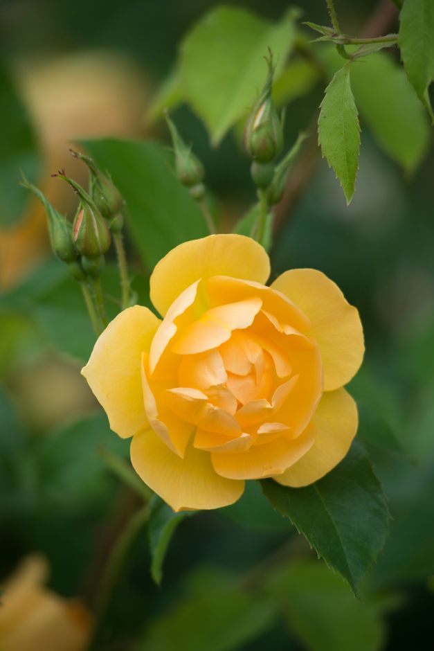 Rosa [Buttercup] = 'Ausband' (PBR) (S) | rose [Buttercup]/RHS Gardening
