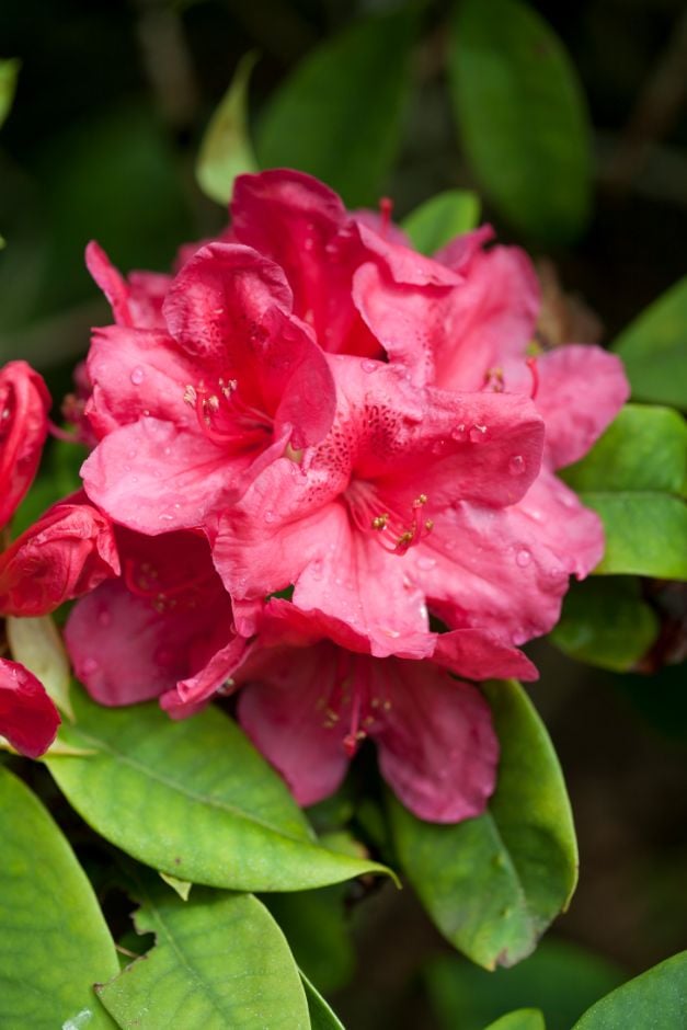 Rhododendron &Anna Rose Whitney& | rhododendron &Anna Rose Whitney ...