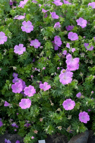 Geranium incanum | carpet cranesbill Alpine Rockery/RHS Gardening