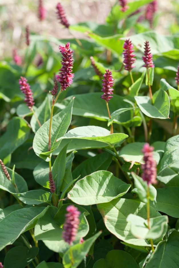 Persicaria amplexicaulis 'Inverleith' | red bistort 'Inverleith'/RHS ...