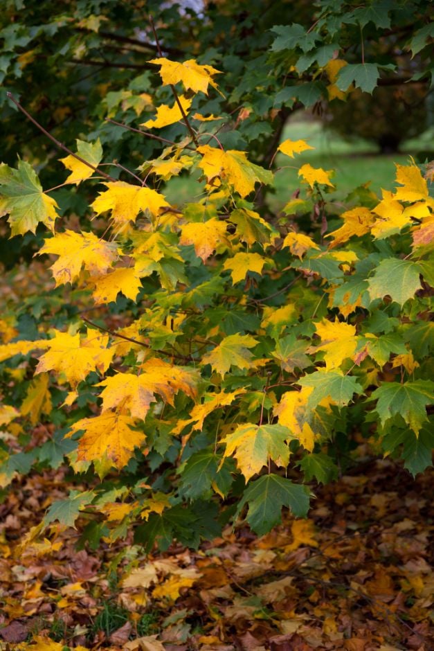 Acer platanoides &Columnare& | Norway maple &Columnare& Trees/RHS Gardening