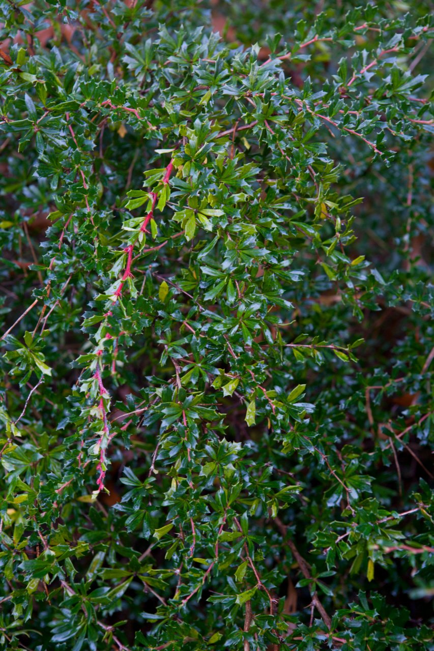 Berberis x stenophylla 'Irwinii' | golden barberry 'Irwinii'/RHS Gardening