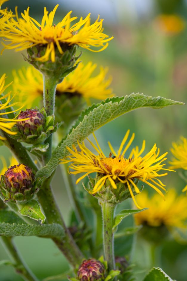 Inula racemosa | Indian elecampane Herbaceous Perennial/RHS Gardening