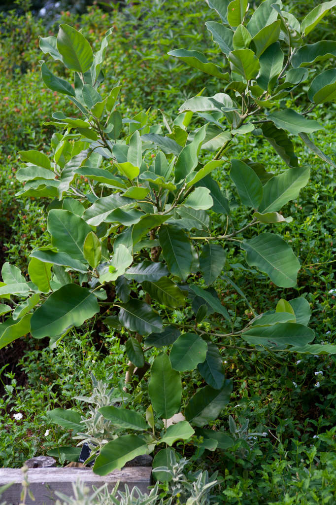 Magnolia delavayi | Delavay&s magnolia Shrubs/RHS Gardening