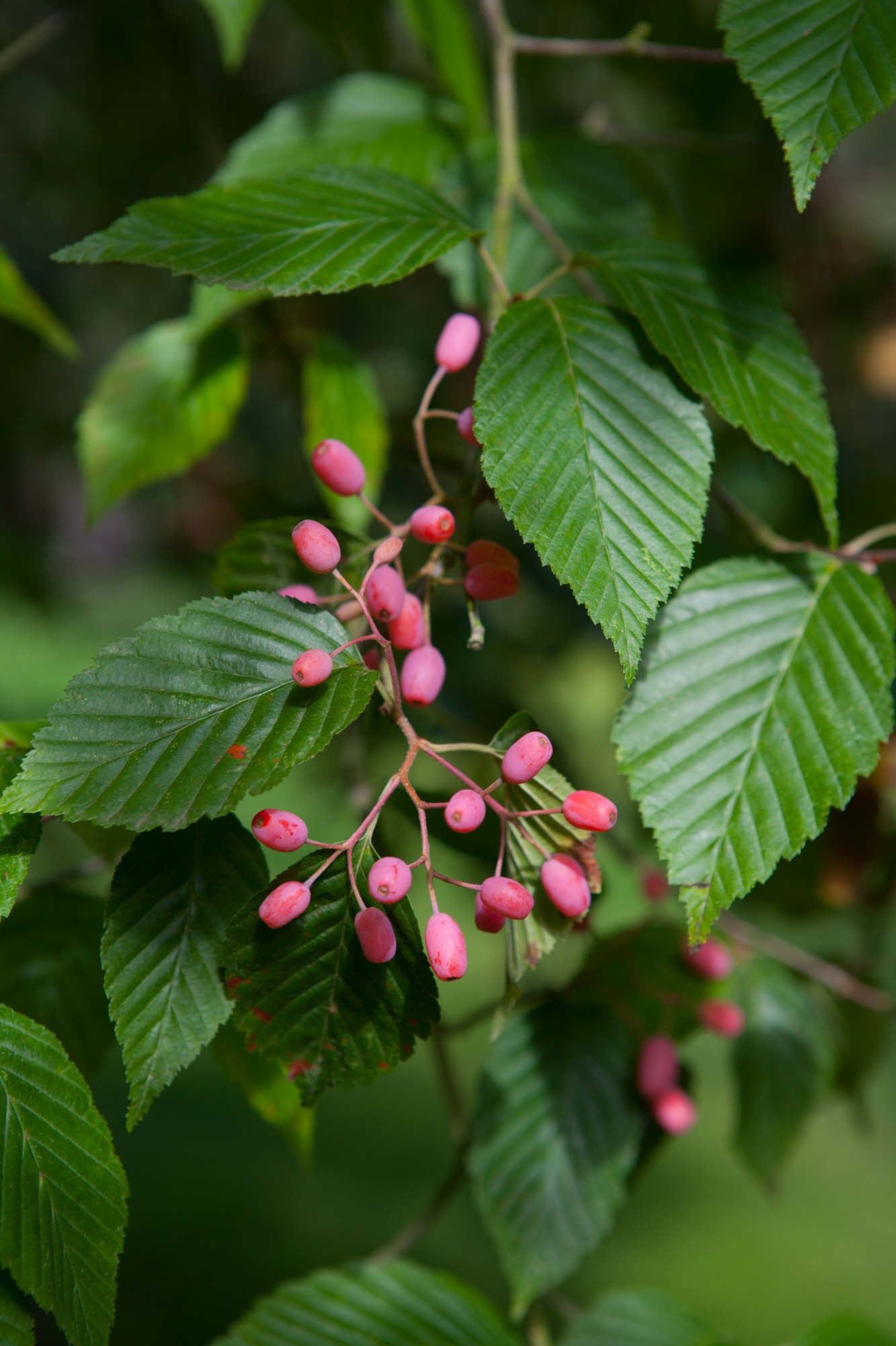 Sorbus alnifolia | Korean mountain ash Trees/RHS Gardening