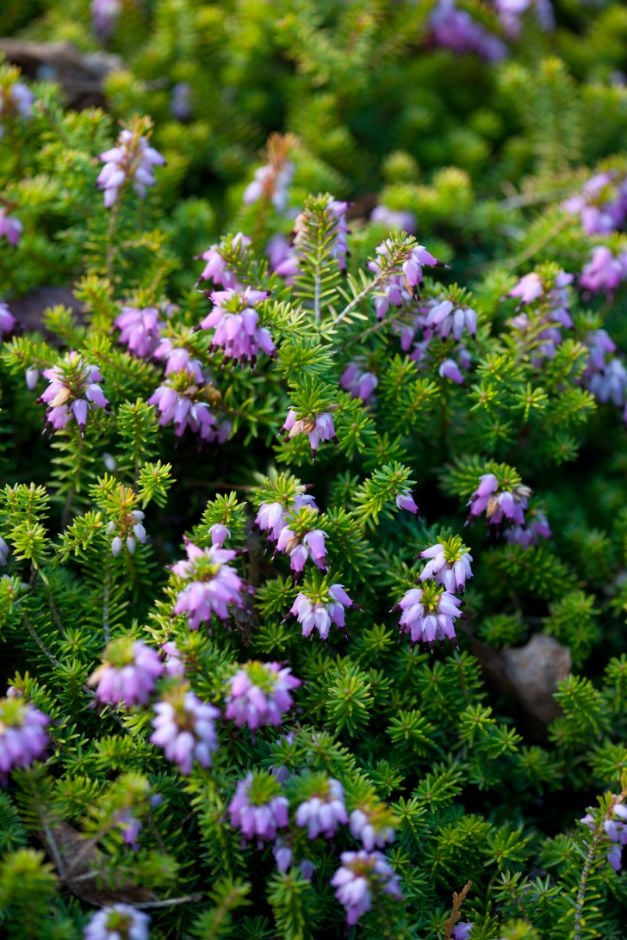 Erica carnea f. aureifolia &January Sun& | heather &January Sun& Shrubs ...