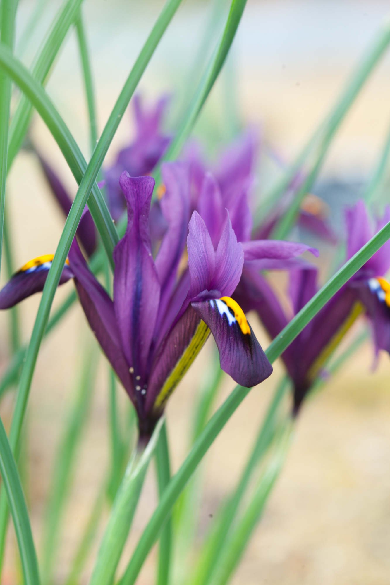 Iris &J.S. Dijt& (Reticulata) | iris &J.S. Dijt& Bulbs/RHS Gardening