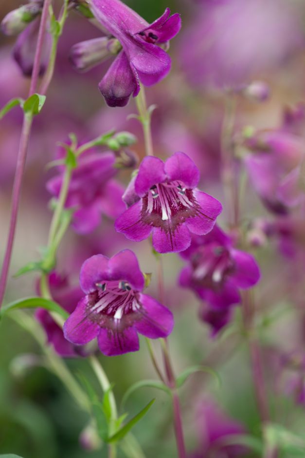 Penstemon 'Pensham Plum Jerkum' (Pensham Series) | penstemon 'Pensham ...