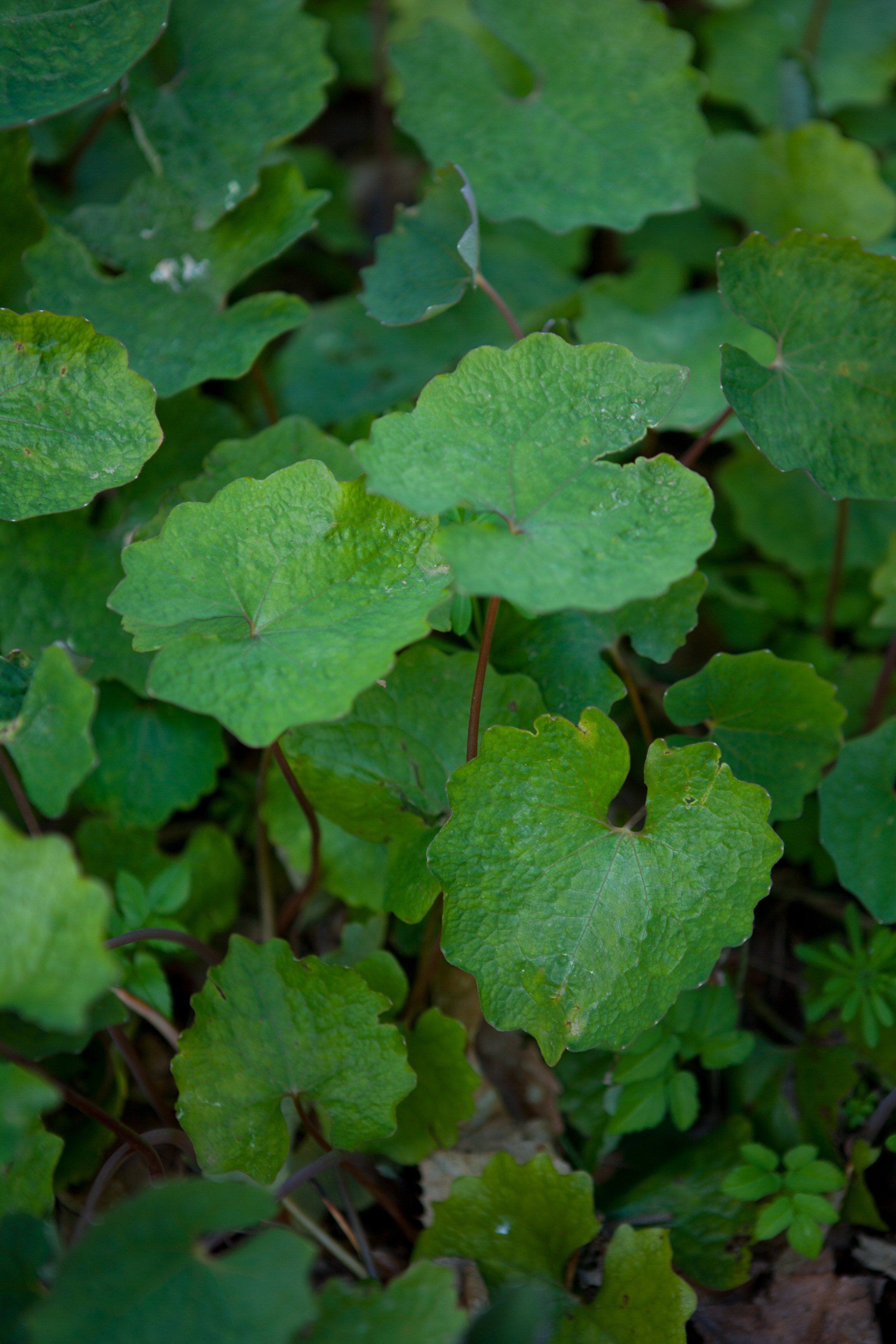 Eomecon chionantha | snow poppy Herbaceous Perennial/RHS Gardening