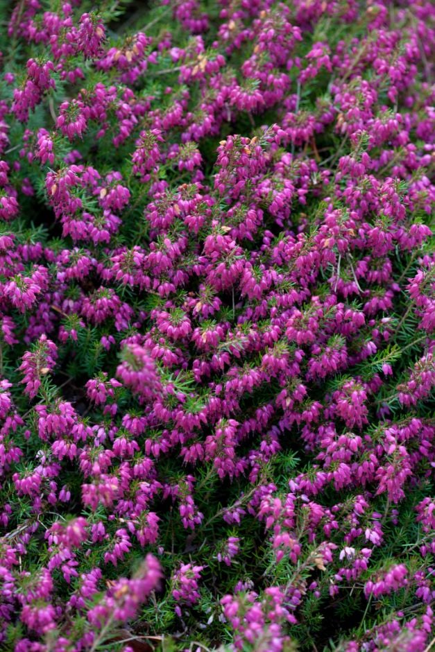 Erica carnea Red Jewel | heather &Rotes Juwel& Shrubs/RHS Gardening